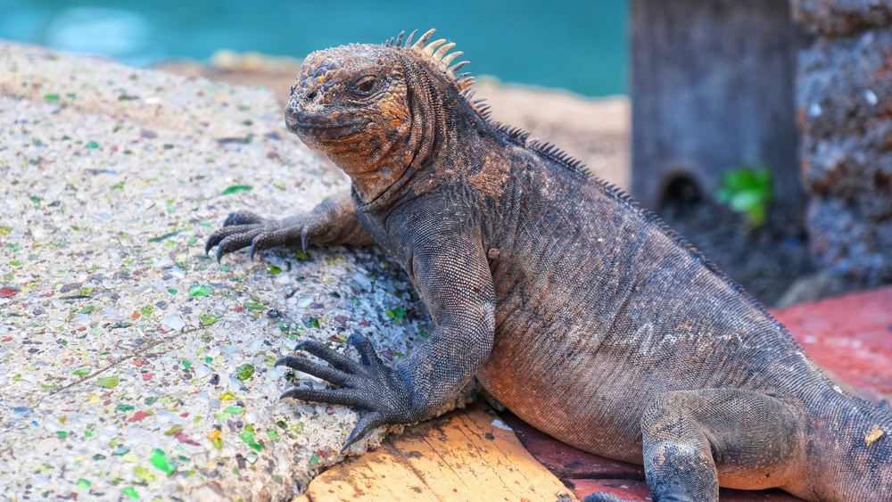 Galapagos Southern Loop | Cruise Unique