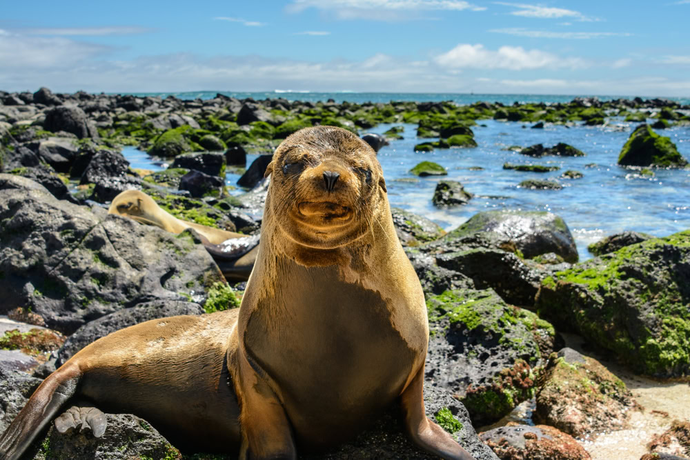 Galapagos Southern Loop | Cruise Unique